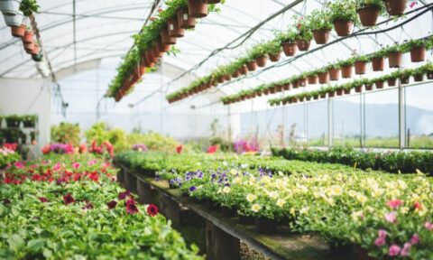 Tipos de viveros: características y clasificaciones - Escuela Des Arts